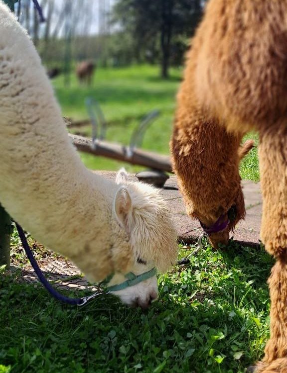 Passeggiate con Alpaca - Agriturismo Scuderia della Valle